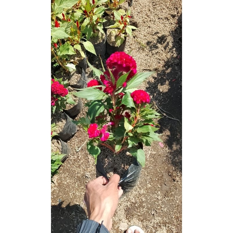 Jual Tanaman Jengger ayam merah (cellosia) | Shopee Indonesia