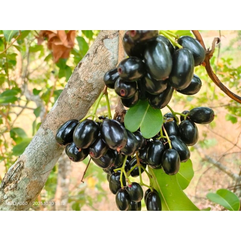Jual Buah duwet juwet jamblang segar 1Kg buah langka eksotis | Shopee ...