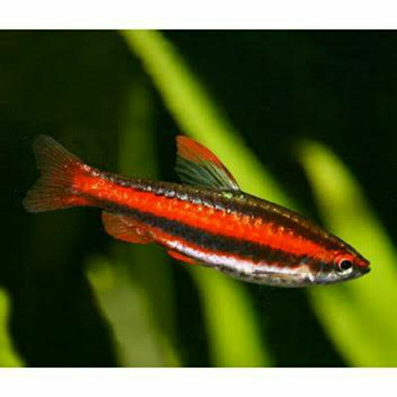 Jual ikan hias red pencil tetra / ikan red pensil aquascape tetra ...