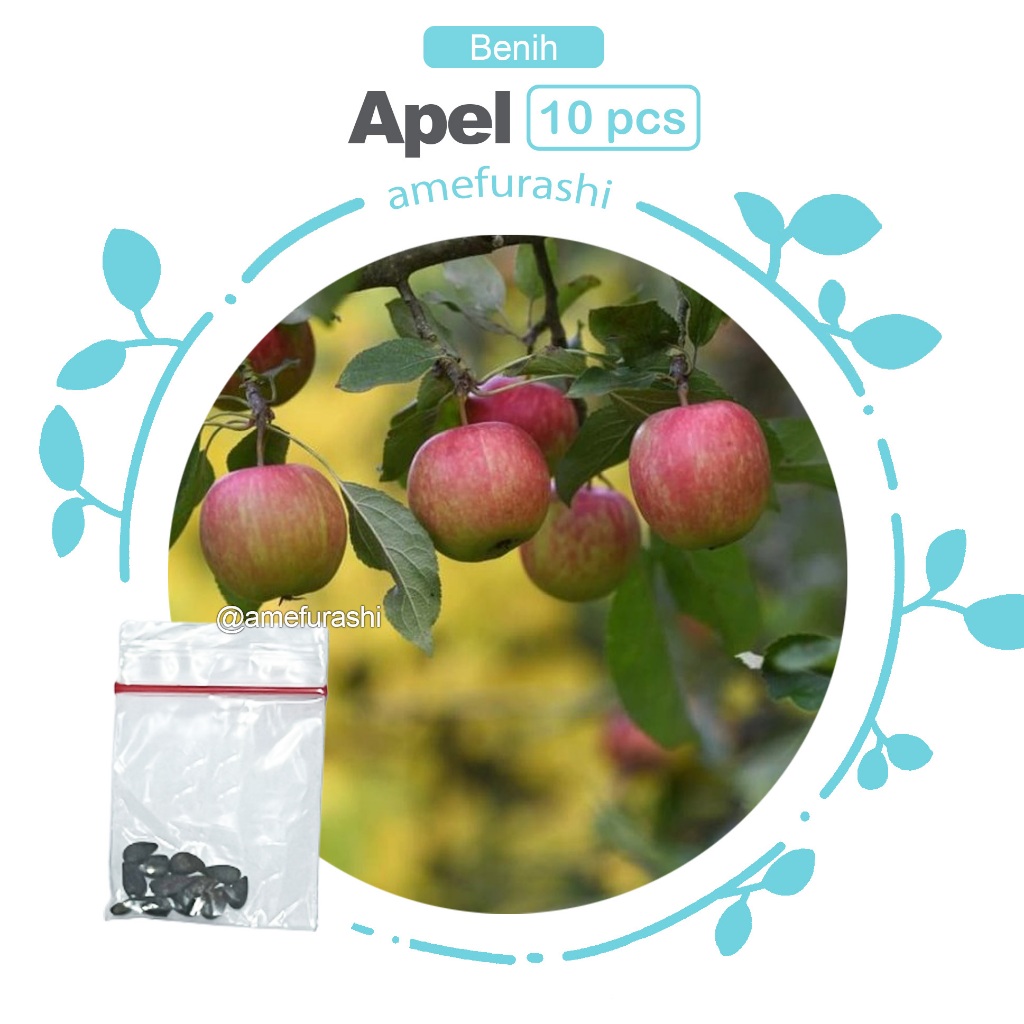 Jual Amefurashi 10 Benih Biji Buah Apel Paradise Apple Fruit Seed ...
