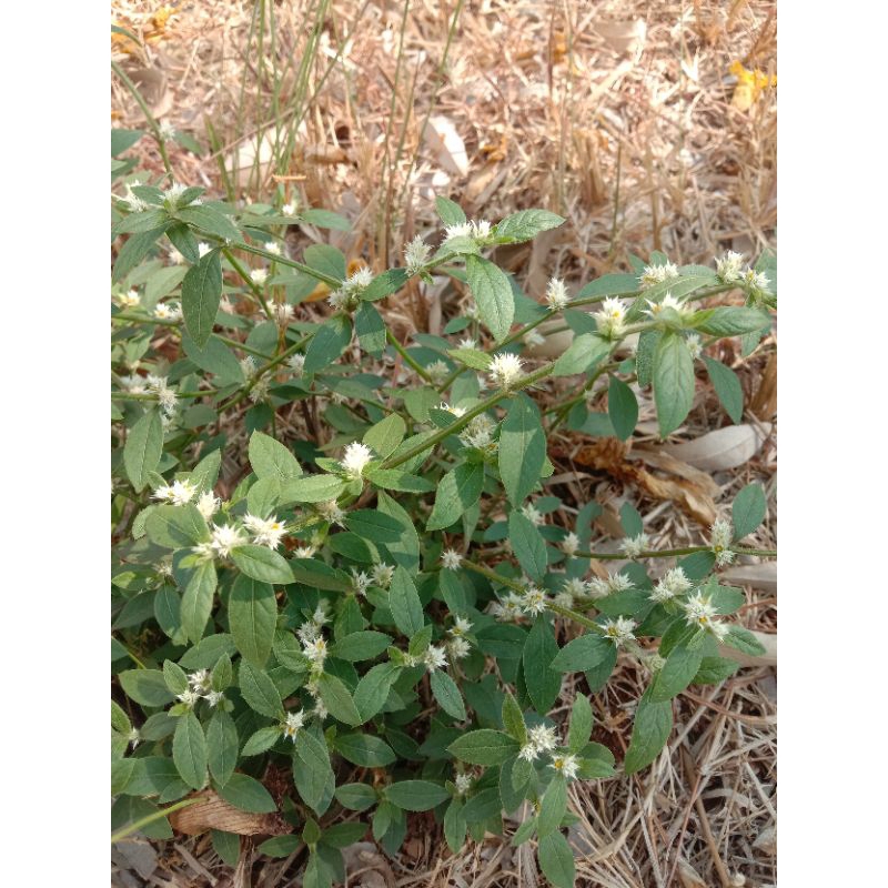 Jual Daun Kremah|Kremek|Bayem Kremah | Shopee Indonesia