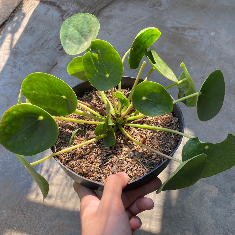 Jual Tanaman Hias Pilea Peperomioides Chinese Money | Shopee Indonesia