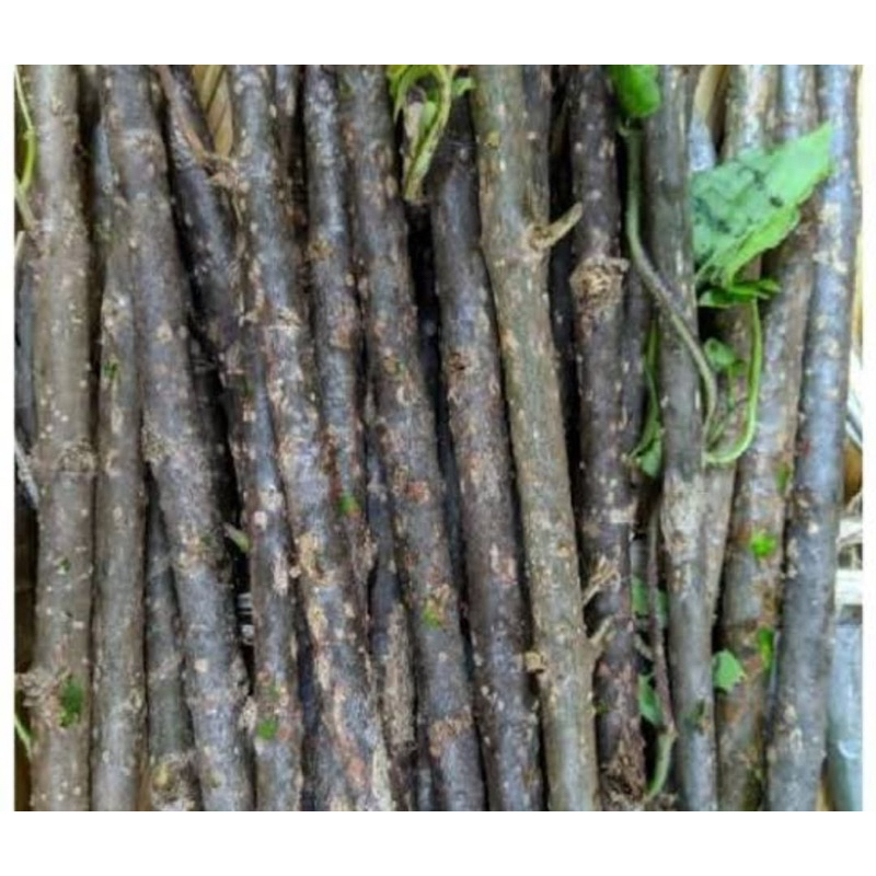 Jual Bibit stek cincau hijau super isi 20 batang pilihan-az | Shopee ...