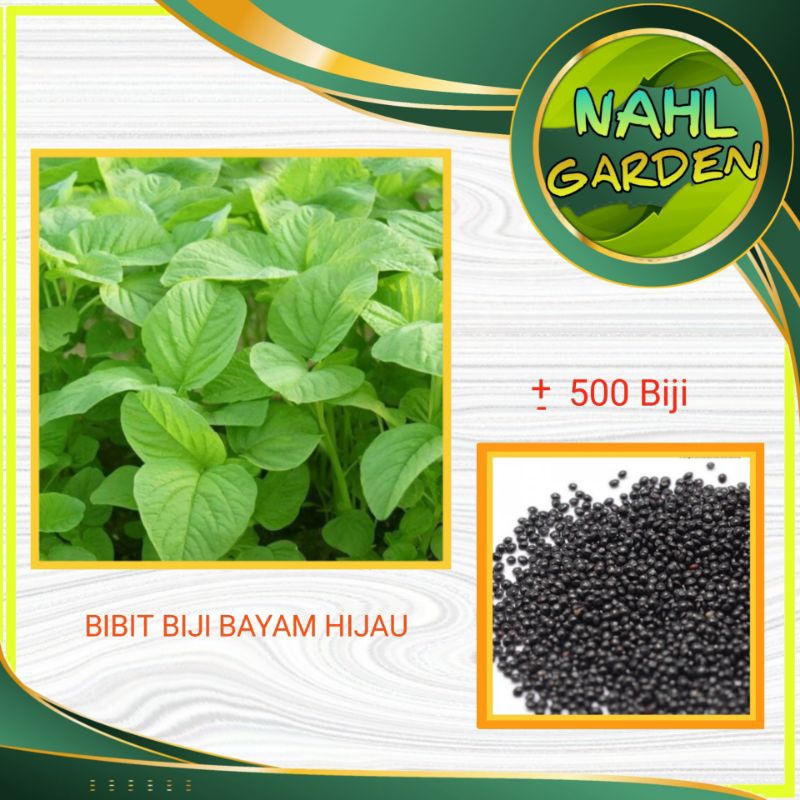 Jual BENIH BIJI BIBIT BAYAM (Bayam Hijau) | Shopee Indonesia