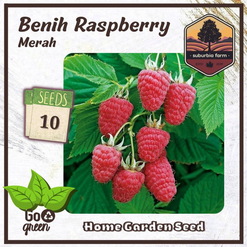 Jual 10 Biji Benih Raspberry Merah | Shopee Indonesia