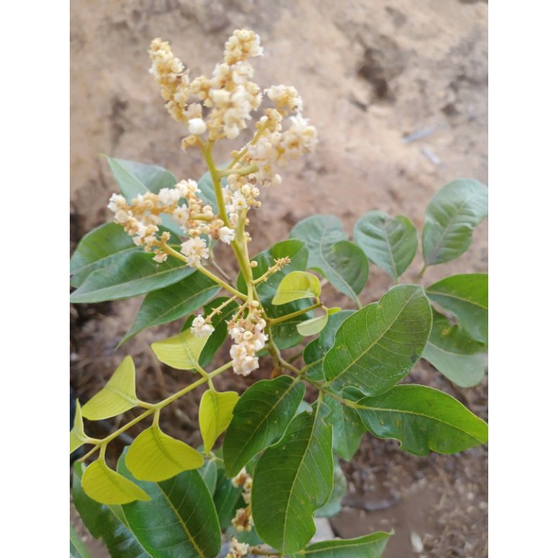 Jual Bibit Kelengkeng Super Kondisi BERBUNGA - Varian JENIS Kelengkeng ... Jual Bibit Kelengkeng Super Kondisi BERBUNGA - Varian JENIS Kelengkeng ...