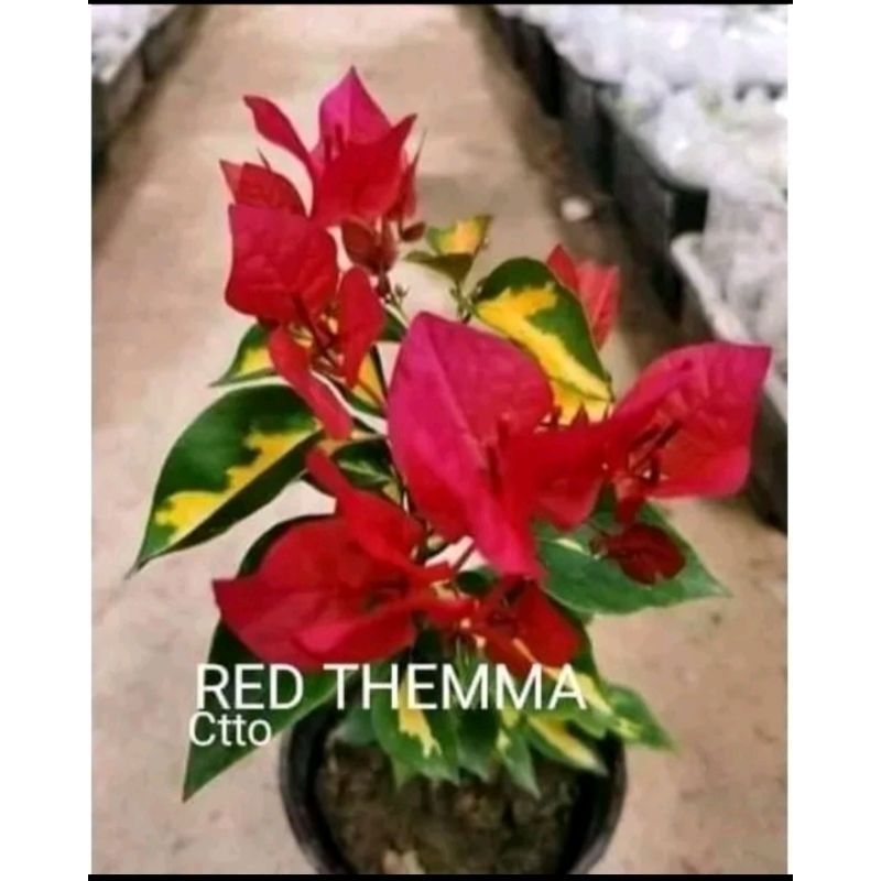Jual Bougenville Red Themma atau Red Thima Ori (Bibit) | Shopee Indonesia
