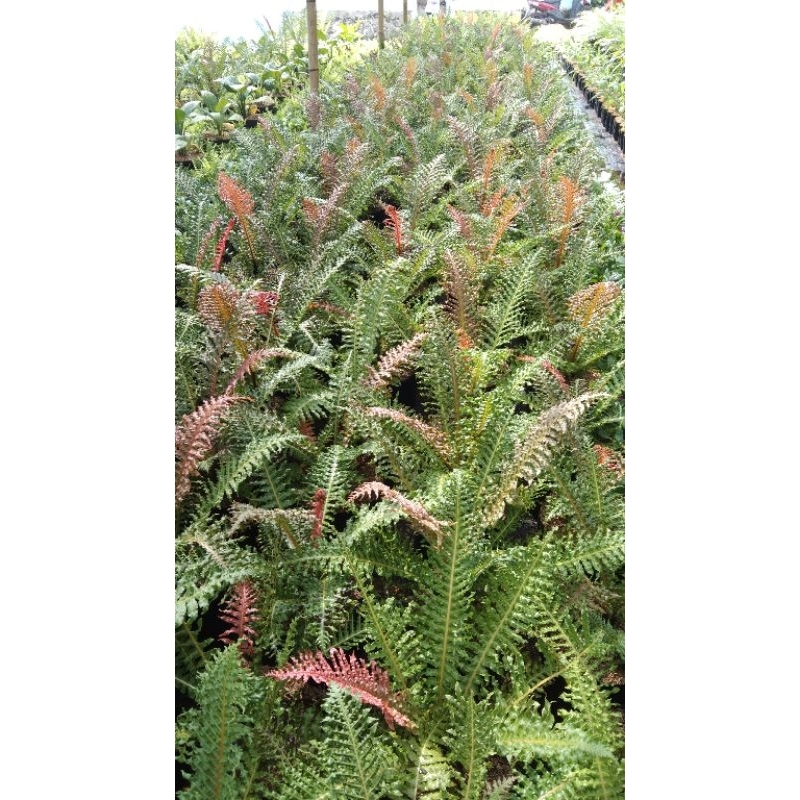 Jual tanaman pakis blechnum merah size besar | Shopee Indonesia