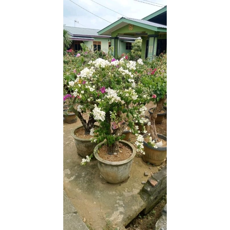 Jual TANAMAN HIAS BUGENVIL BUNGA KERTAS BONSAI PUTIH KOMBINASI MERAH ...