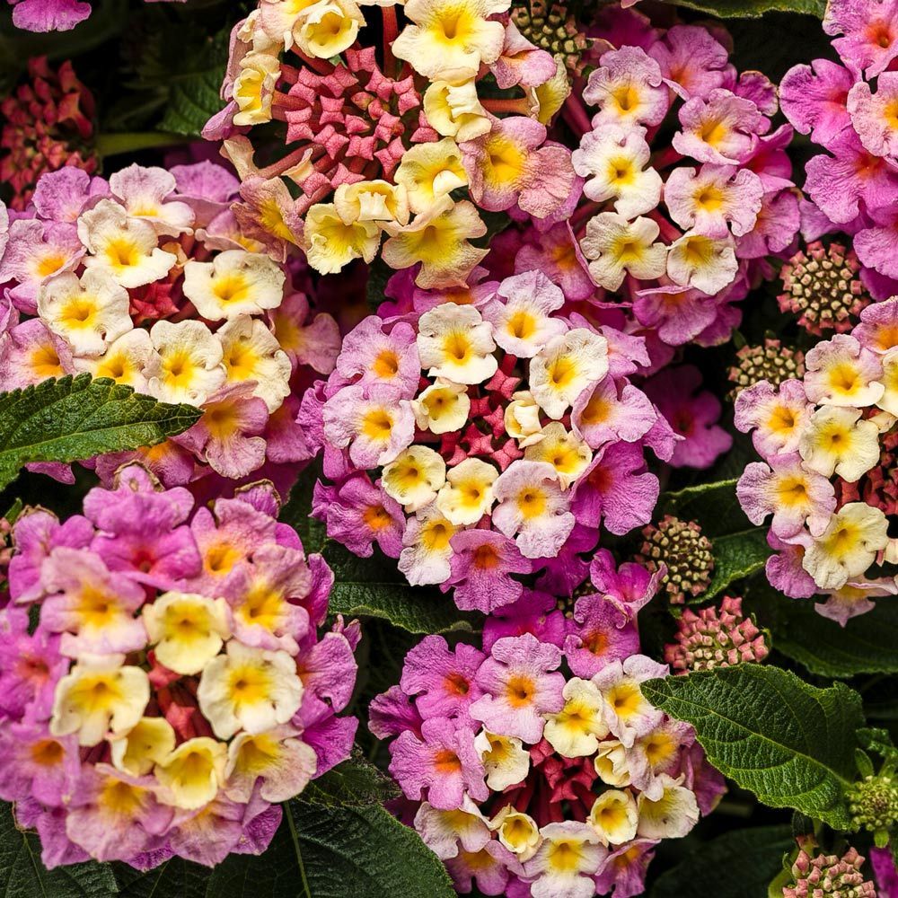 Jual Bibit Benih Bunga Lantana Camara (10 Butir) | Shopee Indonesia