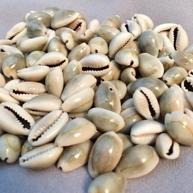 Jual kerang congklak | Shopee Indonesia