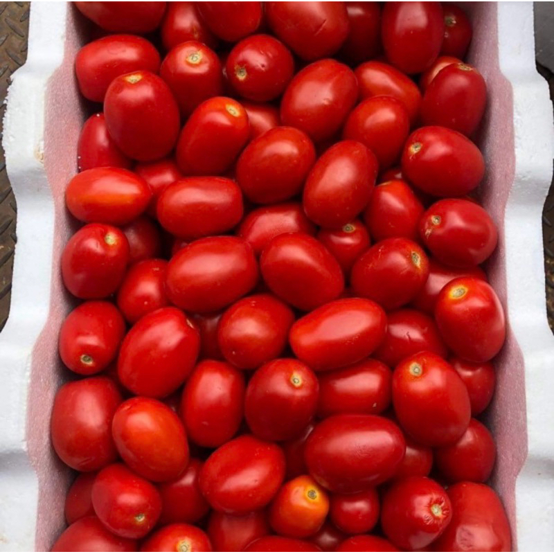 Jual Tomat Merah Segar 1kg FRESH | Shopee Indonesia