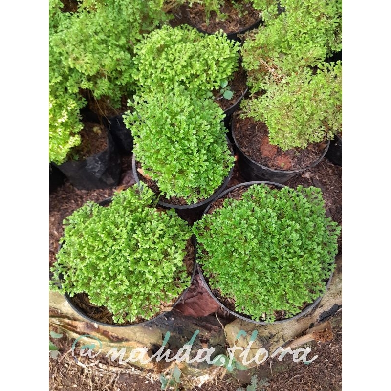 Jual Lumut Ambon tanaman paludarium / rumput Papua / selaginella apoda ...