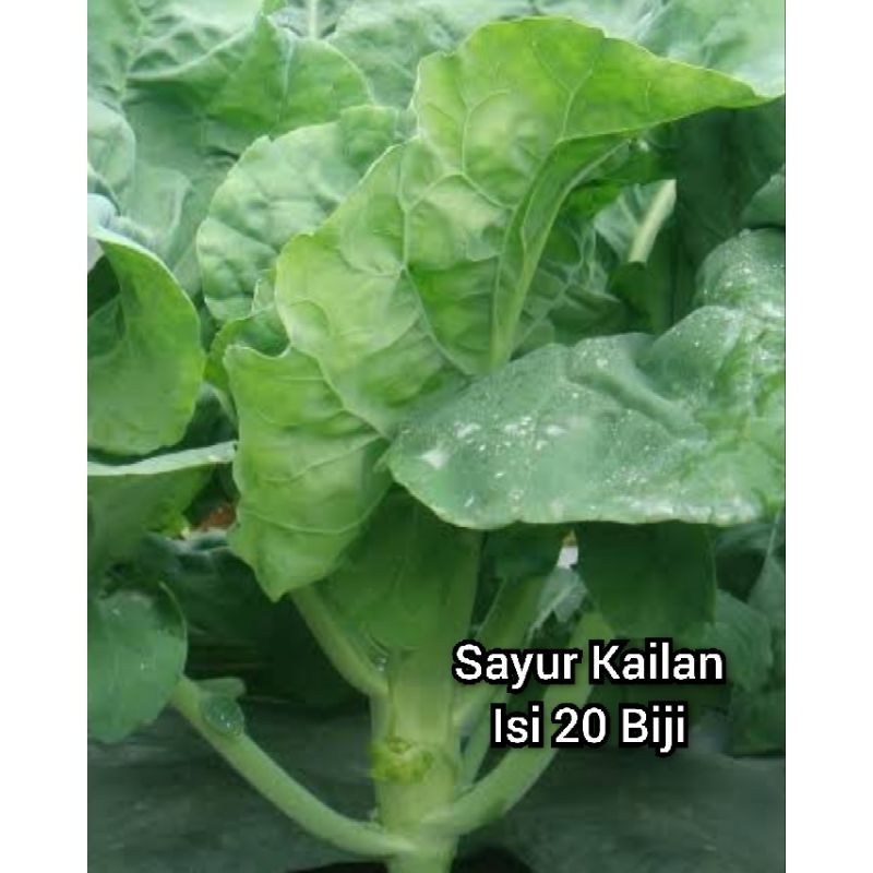 Jual Sayur Kailan Biji | Shopee Indonesia