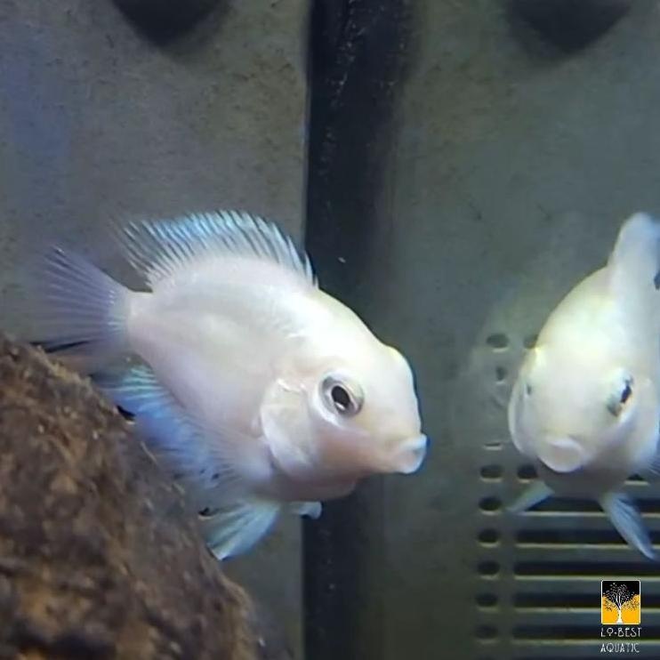 Jual Ikan Hias Platinum Polar Parrot Putih Hiasan Aquarium Aquascape ...