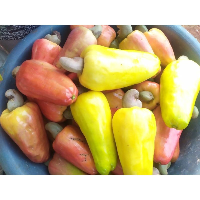Jual jambu monyet/moneng/jambu mede 1kg | Shopee Indonesia