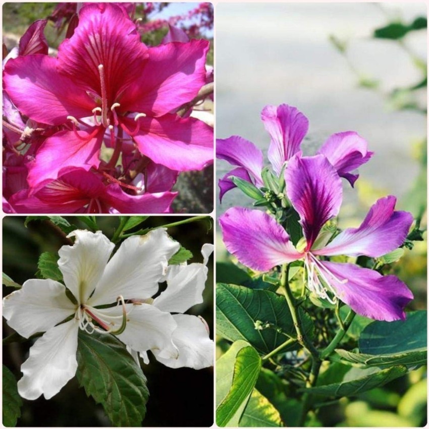 Jual Bibit Benih Bunga Bauhinia Kupu Kupu Mix (10 Butir) | Shopee Indonesia