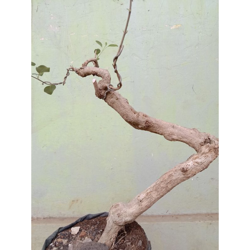 Jual bonsai Legundi bunjin alami | Shopee Indonesia