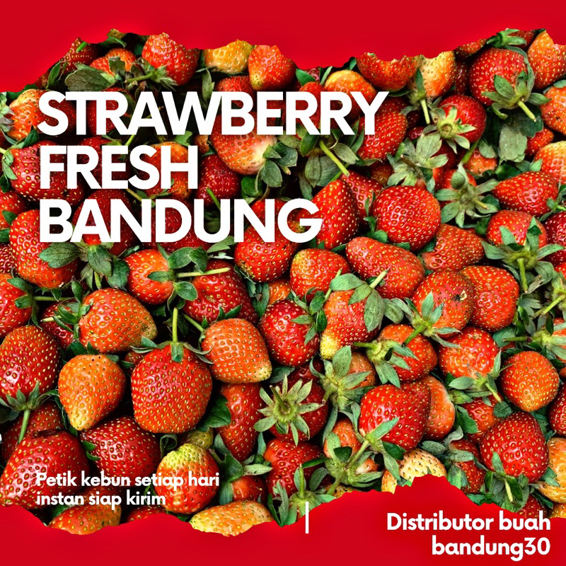 Jual 1kg strawberry fresh petik dari kebun distirbutor buah bandung ...