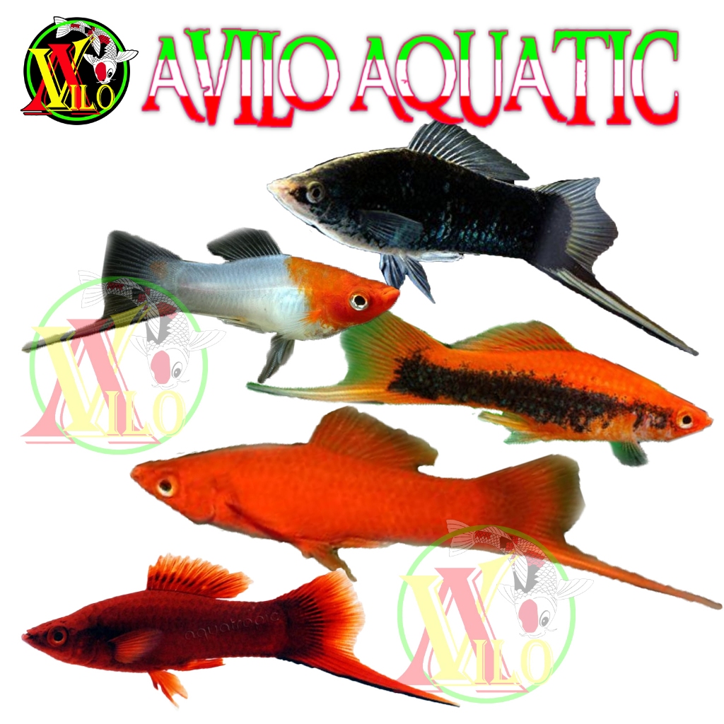 Jual paket 10 ekor ikan aquascape hias platis pedang swordtail jantan ...