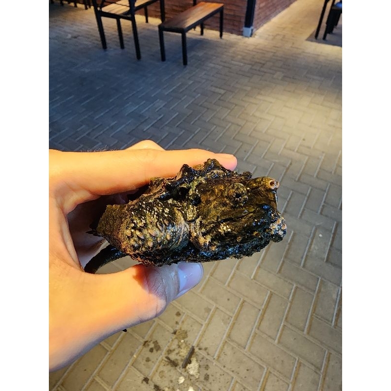 Jual Kura-kura Alligator Snapping Turtle AST | Shopee Indonesia
