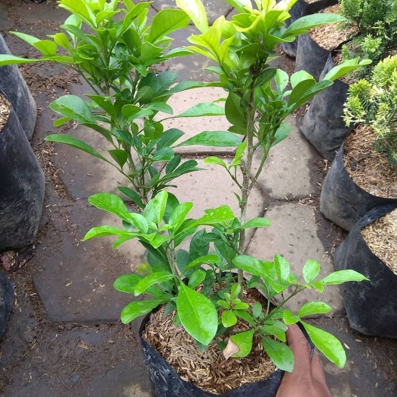 Jual kemuning cina /pacar cina bunga kuning sangat bagus untuk tanaman ...
