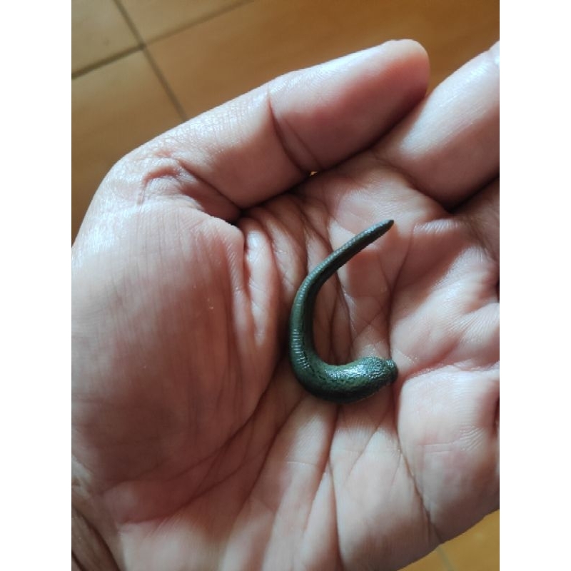 Jual Ukuran SEDANG - Lintah Terapi Steril Hidup untuk Keperluan ...