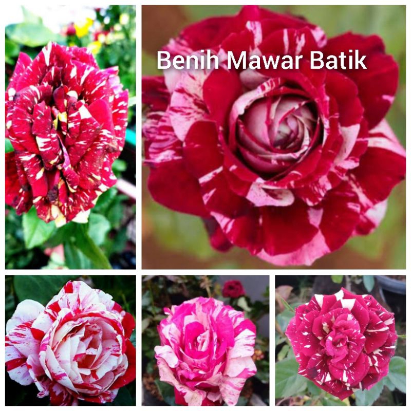 Jual Benih Bunga Mawar Batik (5 butir biji) | Shopee Indonesia