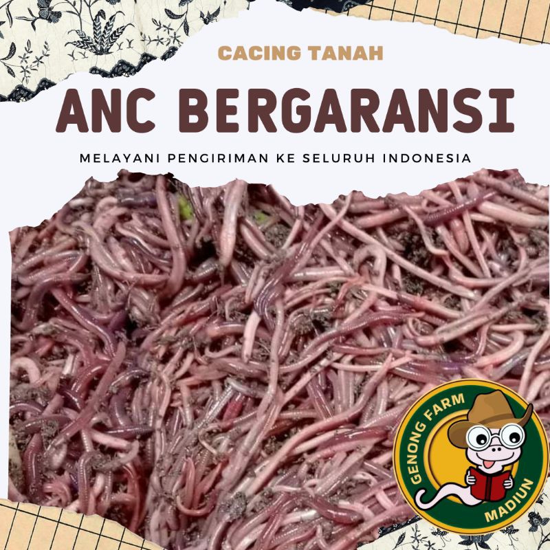 Jual Cacing tanah merah Umpan mancing & pakan Burung | Shopee Indonesia