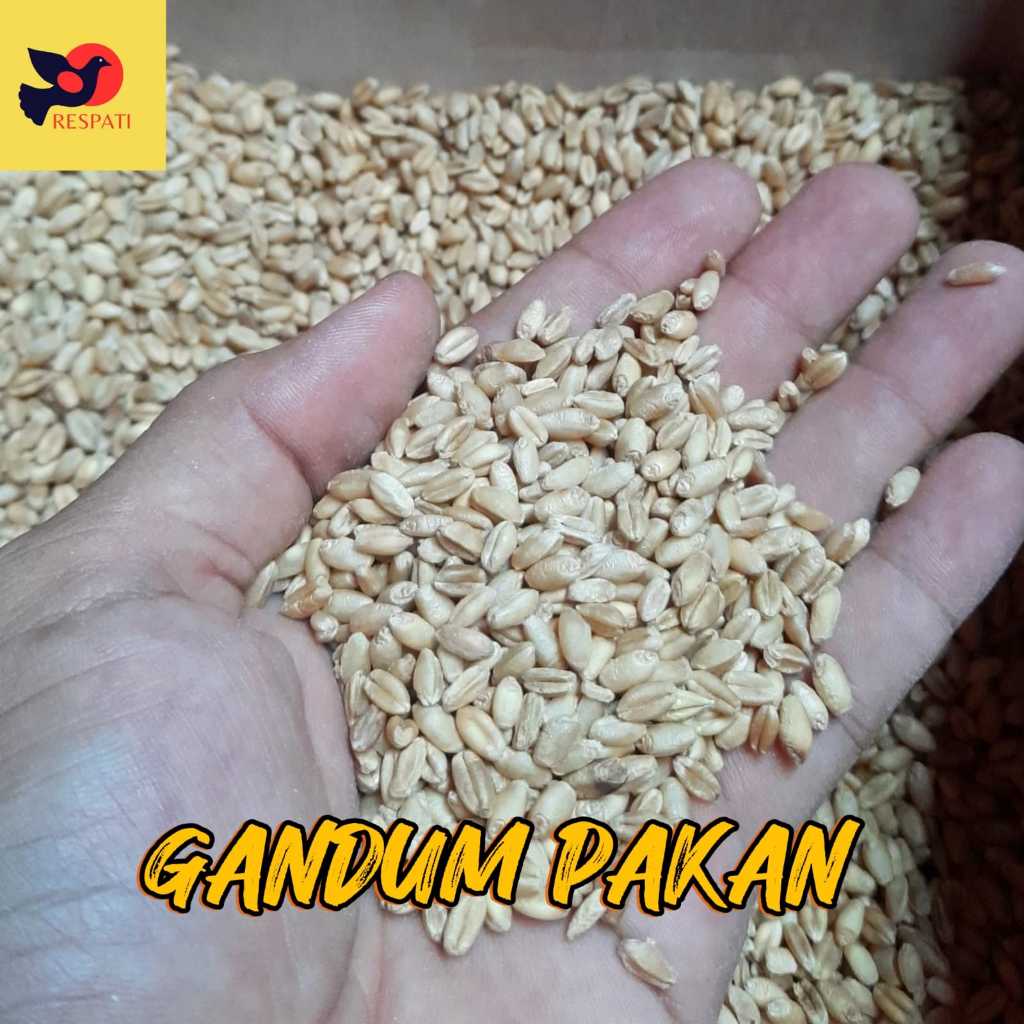 Jual Gandum Pakan Ayam Merpati Burung Dara Perkutut Tekukur dll kemasan ...