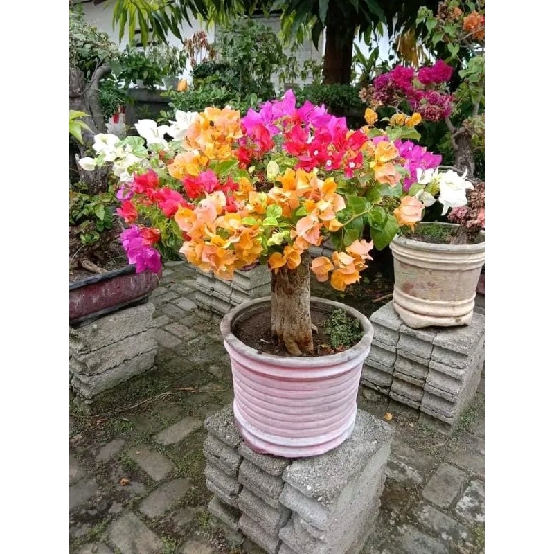 Jual Tanaman bibit bugenvil bunga kertas bonsai india - 4 id warna ...