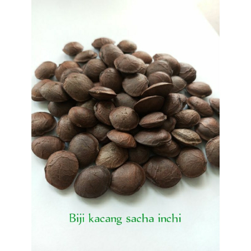 Jual Benih Bibit Biji Kacang Bintang Sacha Inchi Kacang Gunung 100 biji ...