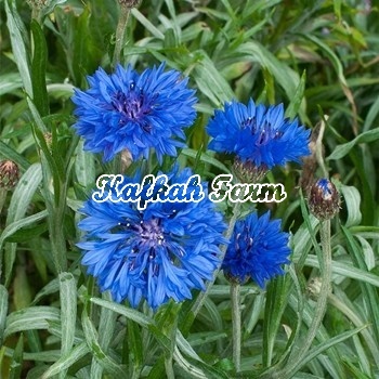 Jual Benih 3 Biji Bunga CORNFLOWER Jubilee Gem | Shopee Indonesia