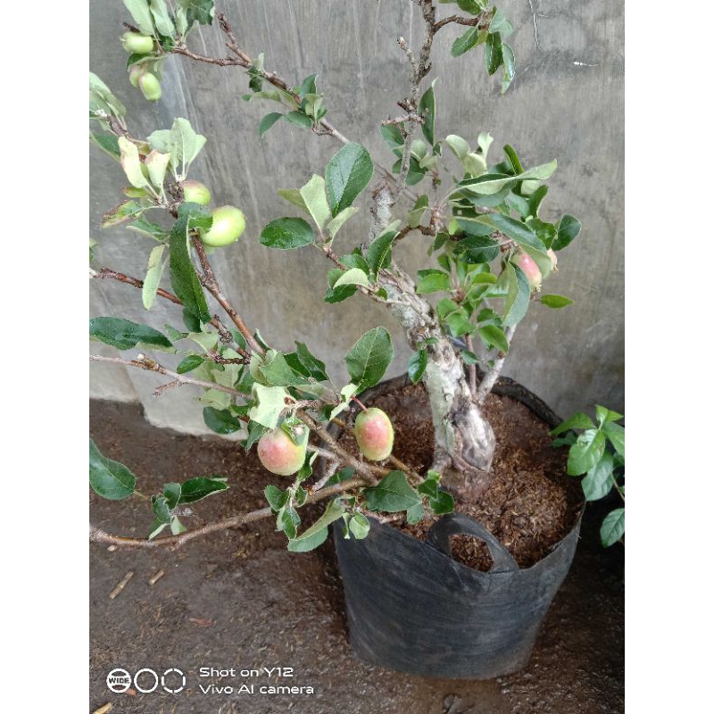 Jual BIBIT TANAMAN APEL ANNA MALANG CANGKOK COCOK DI TANAM DI POT ...