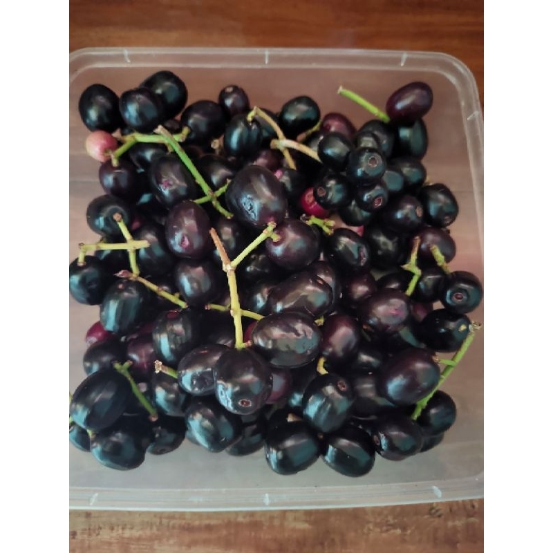 Jual buah juwet Jamblang kemasan 1kg | Shopee Indonesia