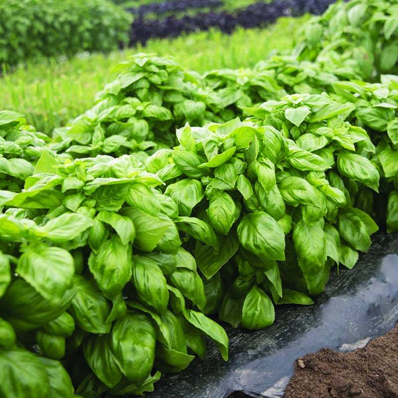 Jual Bibit Benih Sweet Basil Italian Large (2 Butir) | Shopee Indonesia