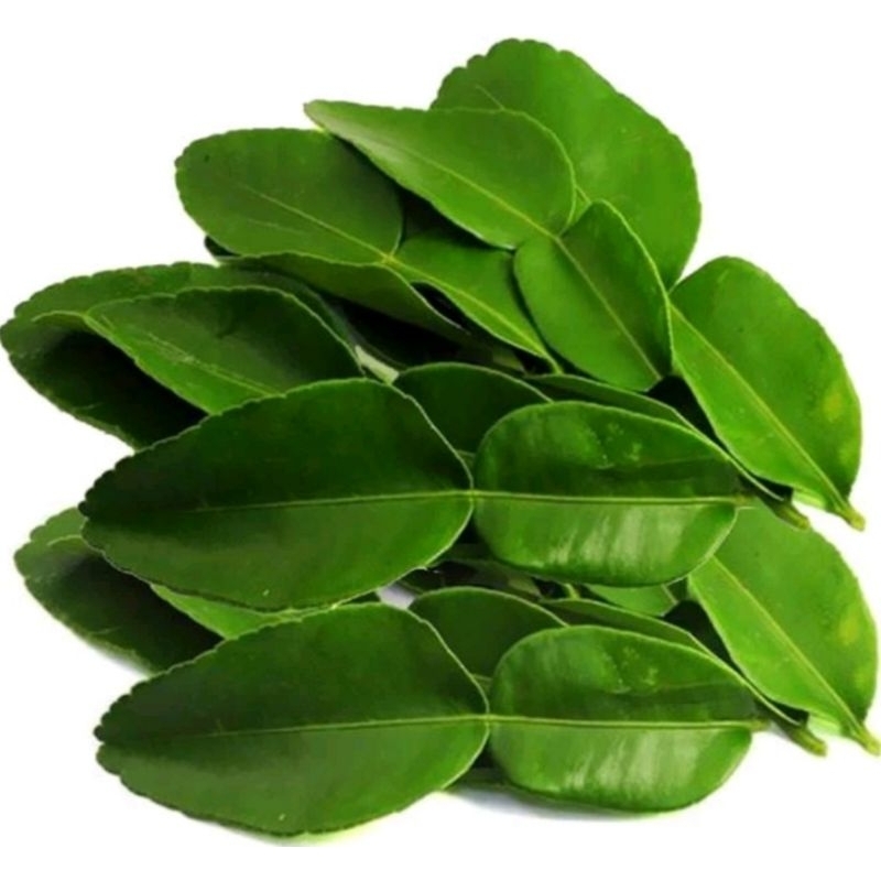Jual Daun jeruk fresh | Shopee Indonesia