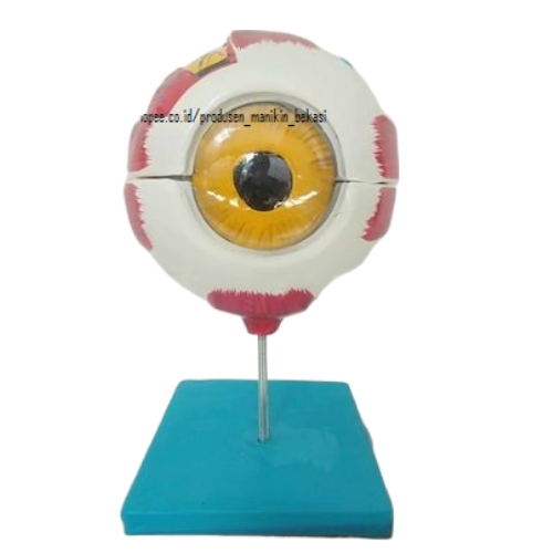 Jual PHANTOM BOLA MATA/ANATOMI BOLA MATA MANUSIA/TORSO MATA | Shopee ...