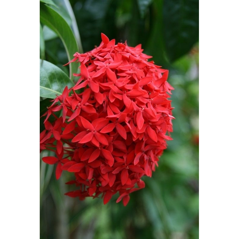 Jual Bibit Dan Indukan Bunga Asoka Mini Saraca Asoca | Shopee Indonesia