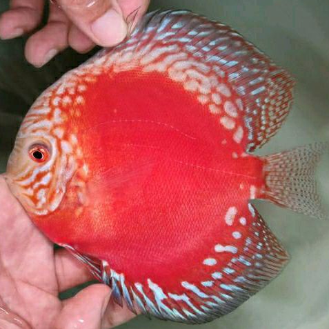Jual Ikan Discus Dragon Stardust Size 4,5" Male | Shopee Indonesia