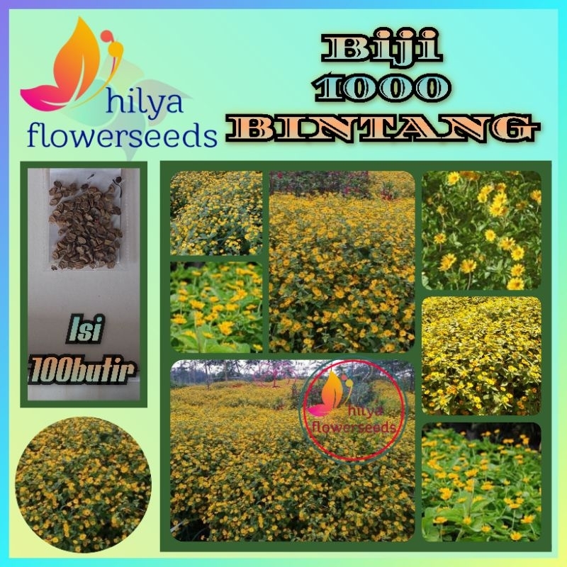 Jual Biji Benih Bunga Seribu bintang | Shopee Indonesia