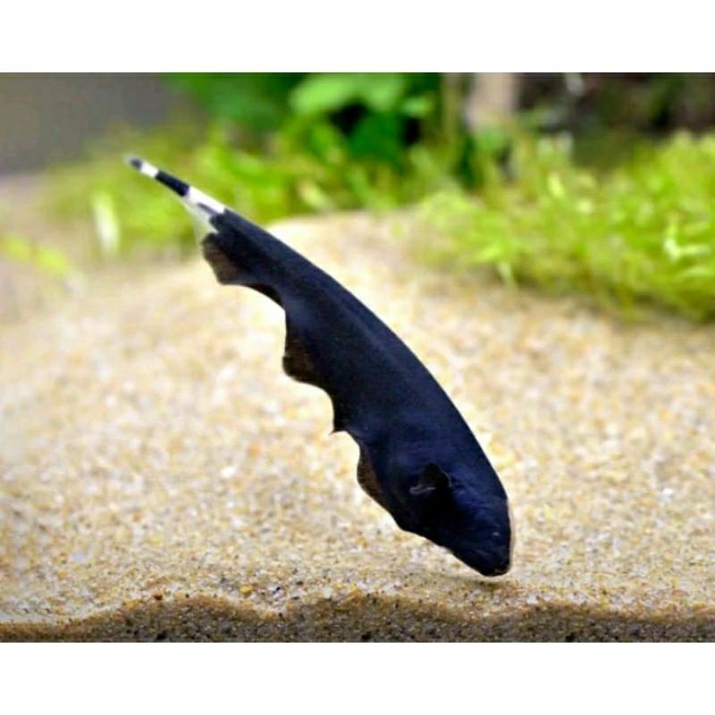 Jual ikan hias black ghost / ikan black gosht / ikan hantu ikan hitam ...