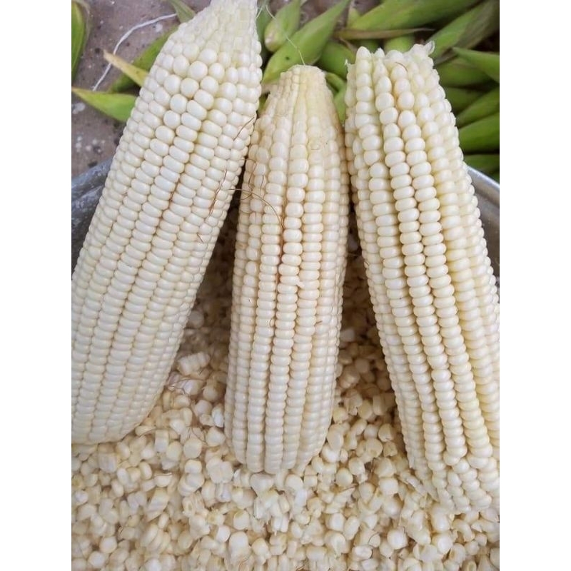 Jual Jagung Putih Kering 1kg TERMURAH | Shopee Indonesia