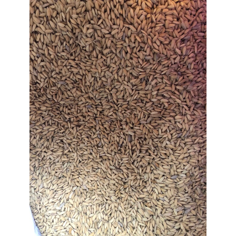 Jual Padi bulat padi pendek gabah ayam padi ayam pakan ternak ayam ...