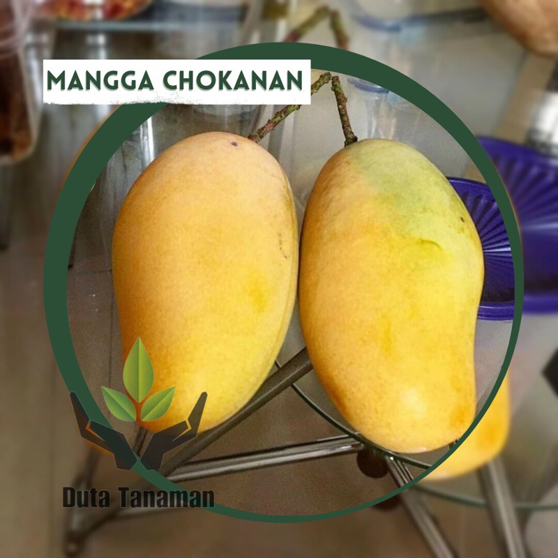 Jual Bibit Mangga Chokanan cokanan Tanaman Hidup siap tanam | Shopee ...