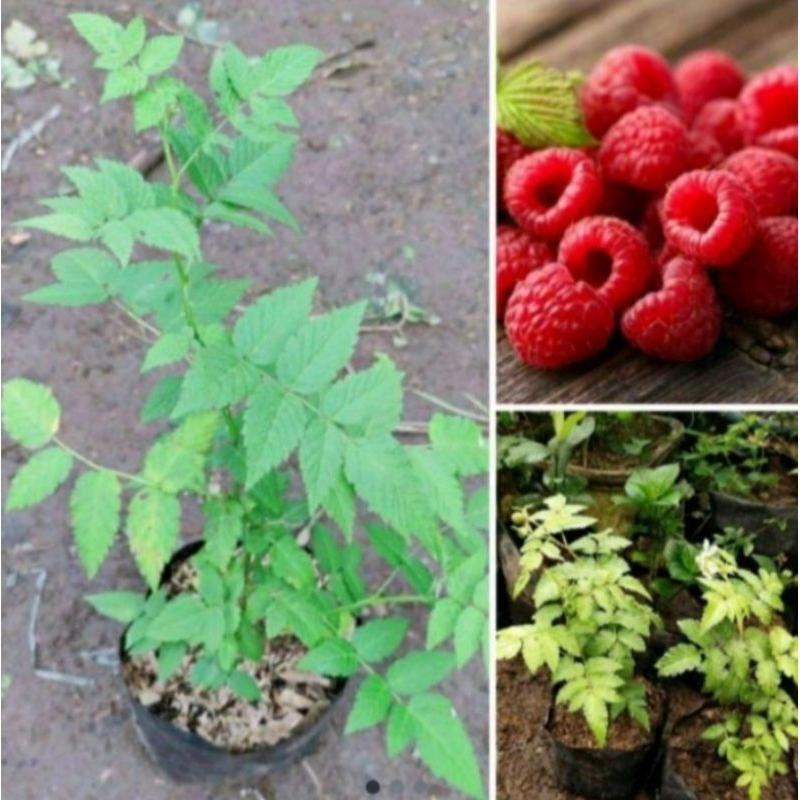 Jual bibit tanaman raspberry pohon arbai merah rubus idaeus | Shopee ...