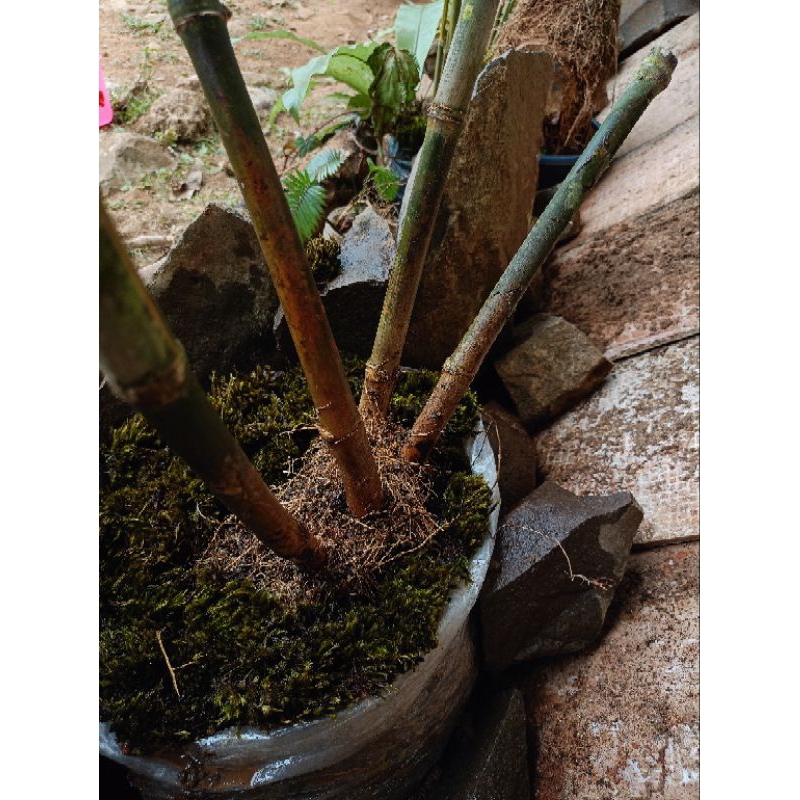 Jual Bambu unik Betung dempet tiga bonsai | Shopee Indonesia