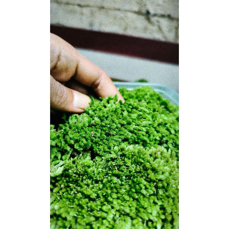 Jual Preserved natural moss - Bahan terrarium moss - Lumut terrarium ...