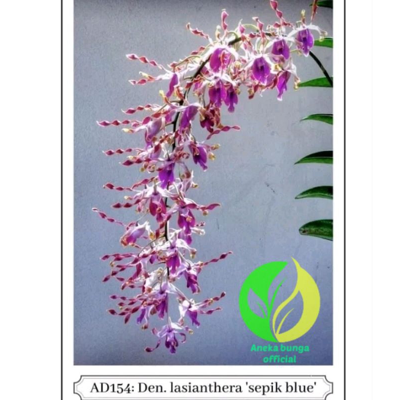 Jual BUNGA ANGGREK DENDROBIUM LASIANTHERA / TANAMAN HIAS POHON SEEDLING ...
