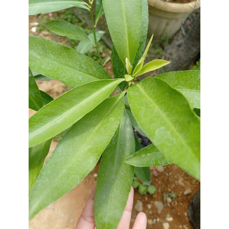 Jual Daun Herbal Lempeni Dengan Kemasan 100 gram | Shopee Indonesia